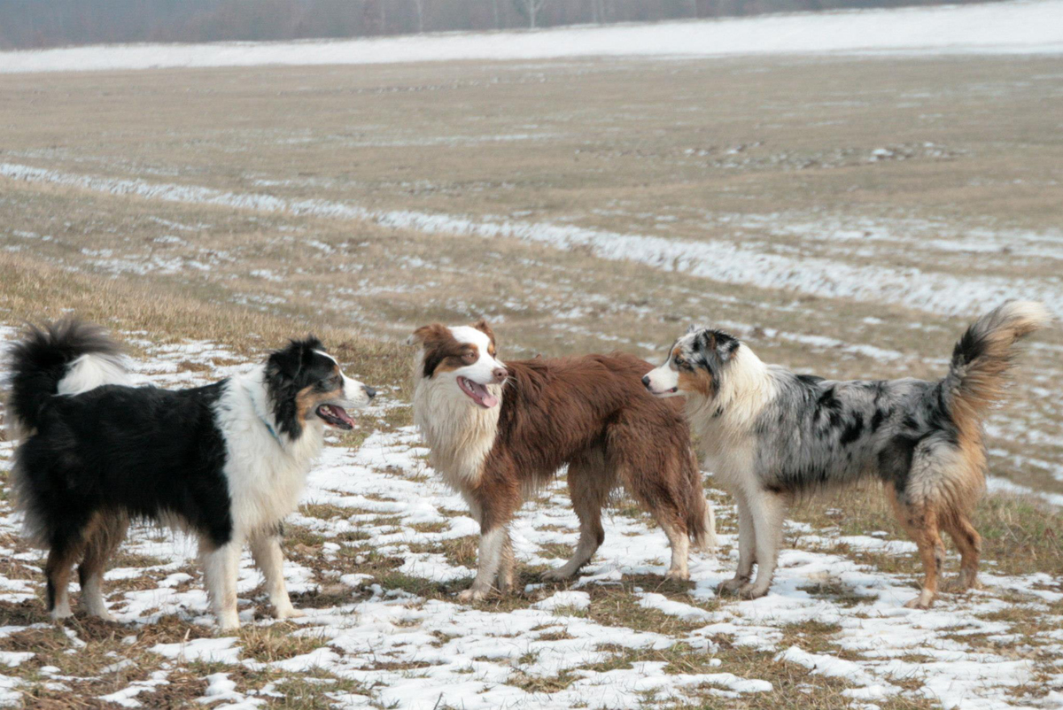 Ranch dogs show their courage and energy
